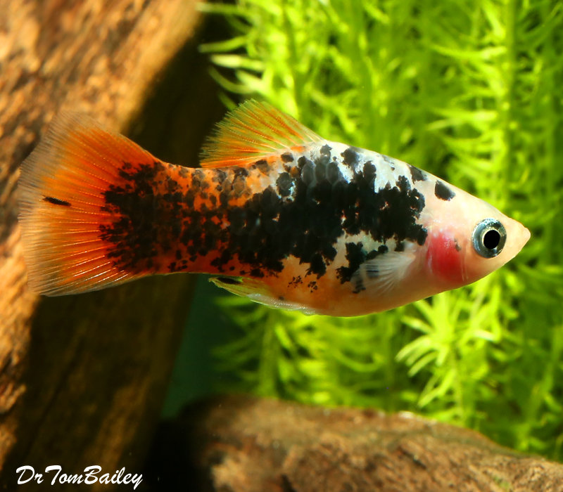 Premium Unique Assorted Platies