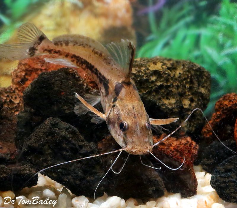 Premium New, Rare, Horsehead Catfish