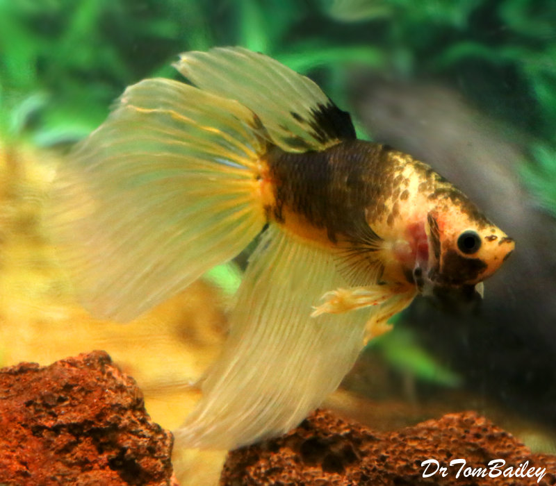 Premium, Rare, MALE Unique WYSIWYG Yellow and Chocolate Betta Fish