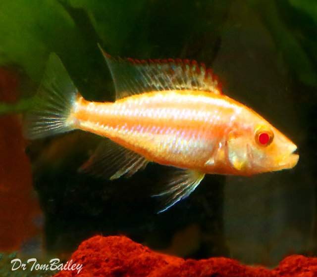Premium Rare Lake Malawi Albino Compressiceps Hap, Cichlid