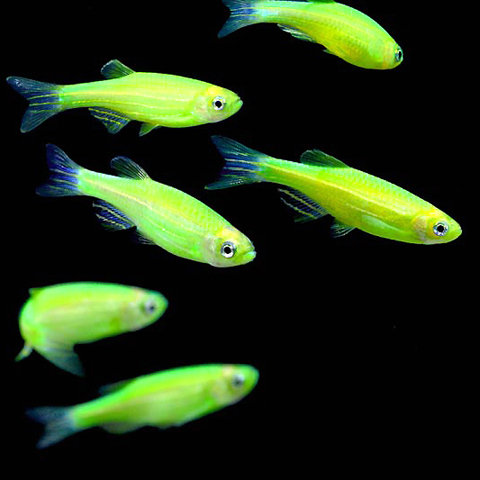 Premium Electric Very-Green GloFish Danio