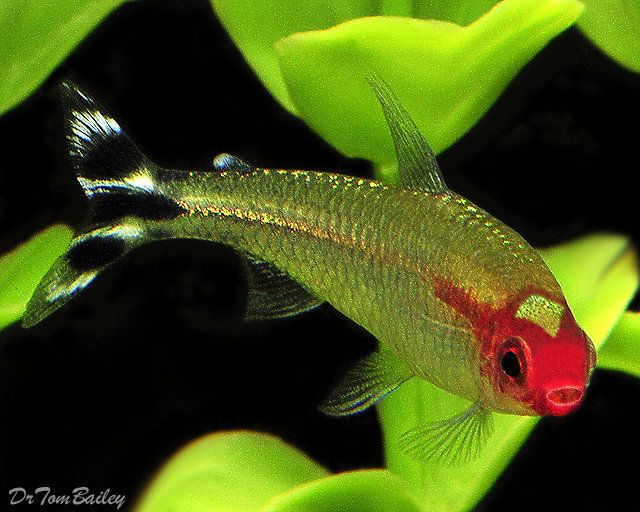 Premium Tank Raised, Rummynose Tetra, Nano Fish