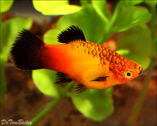 Premium Sunset Wag Platy