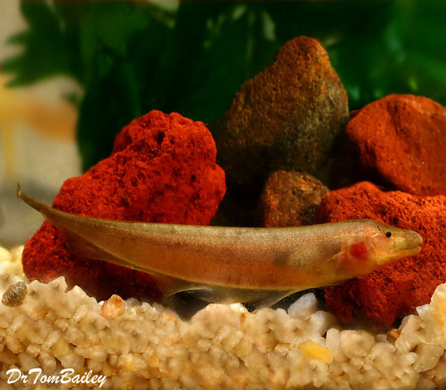 Premium WILD Chocolate Ghost Knifefish