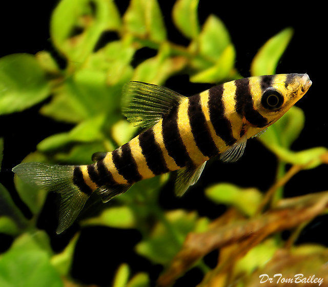 Premium WILD, Banded Leporinus Fasciatus