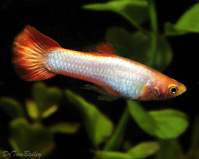 Premium Metallic Silver Guppy Male, on SALE