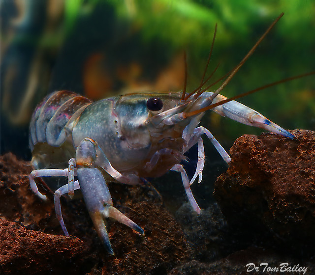 Premium Freshwater Australian Yabbie Lobster