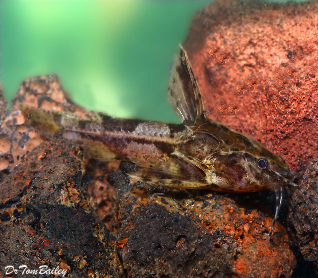 Premium WILD Rare, Marbled Talking Catfish, Amblydoras nauticus, Size ...