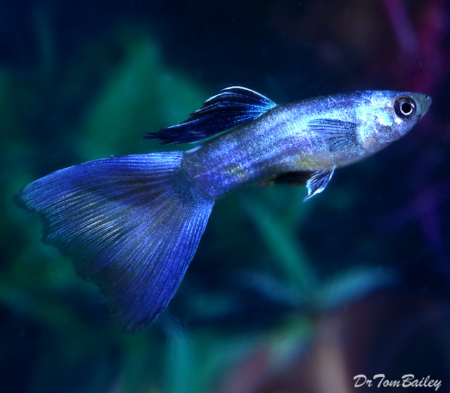 Premium MALE Moscow Blue Fancy Guppy