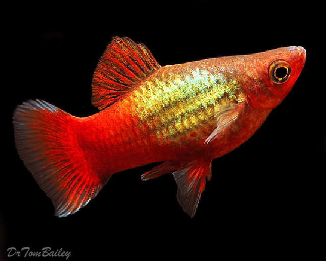 Premium Assorted Variatus Platies