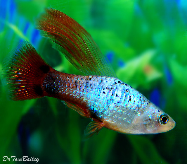 Premium New and Rare, Coral Blue Hifin Platy