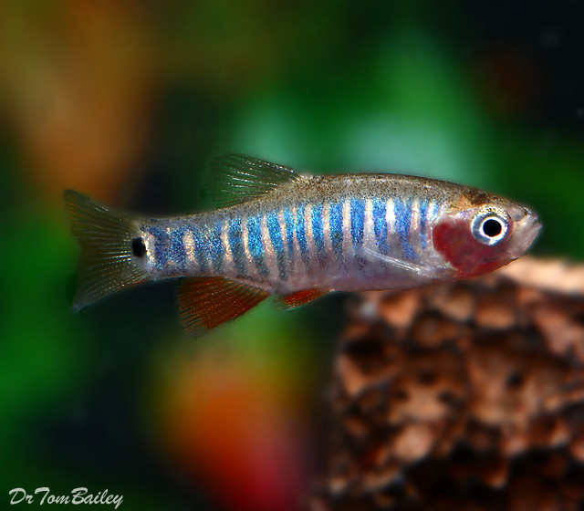 Premium New and Rare, Zebra Rasbora, also called the Emerald Dwarf ...