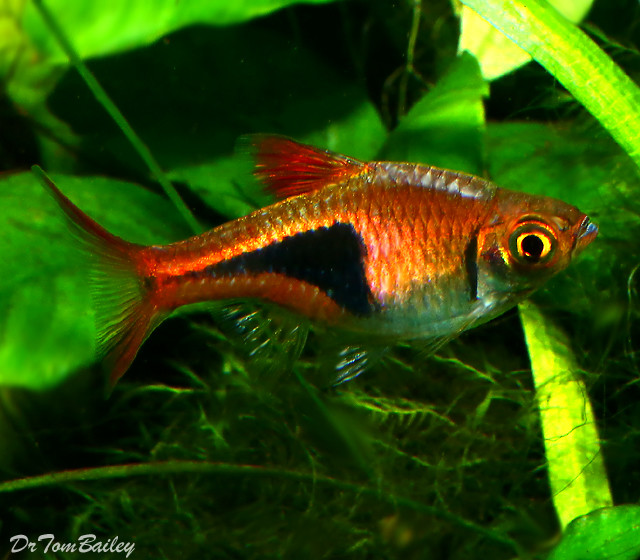 Premium Harlequin Rasbora, Nano Fish, on SALE