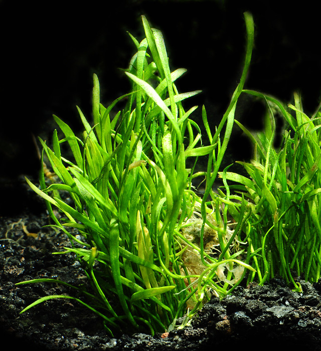 Premium Micro Sword, Potted Plant