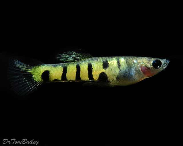 Premium MALE, New and Rare, Parae Livebearer