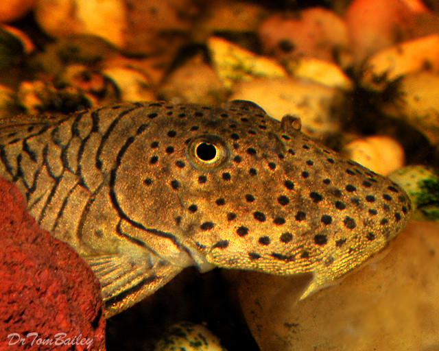 Premium WILD, Rubbernose Pleco