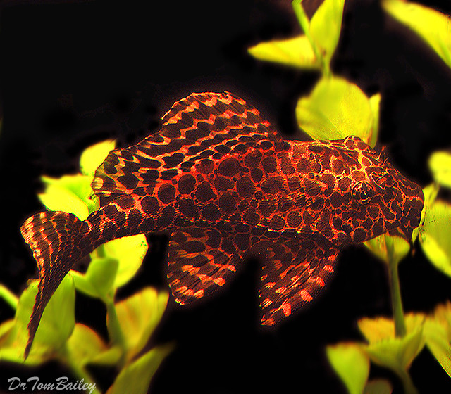 Premium Marbled Sailfin Pleco