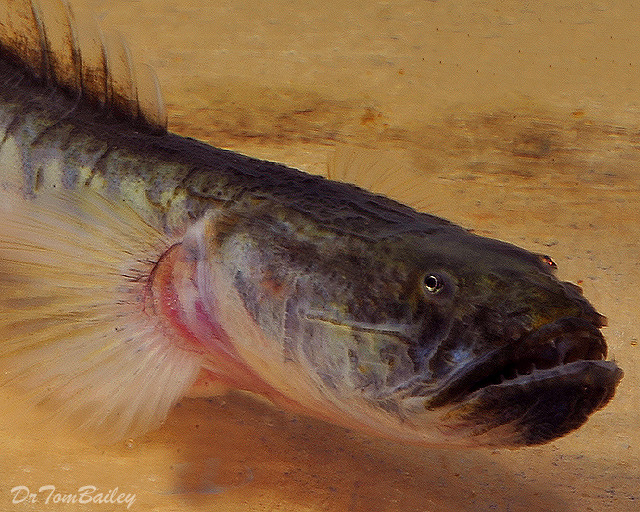 Premium WILD Prehistoric Dragon Fish