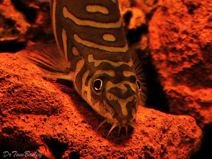 Premium Rare Zodiac Loach