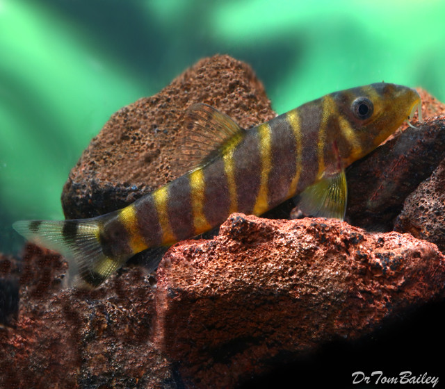 Premium Rare and New, Queen Loach