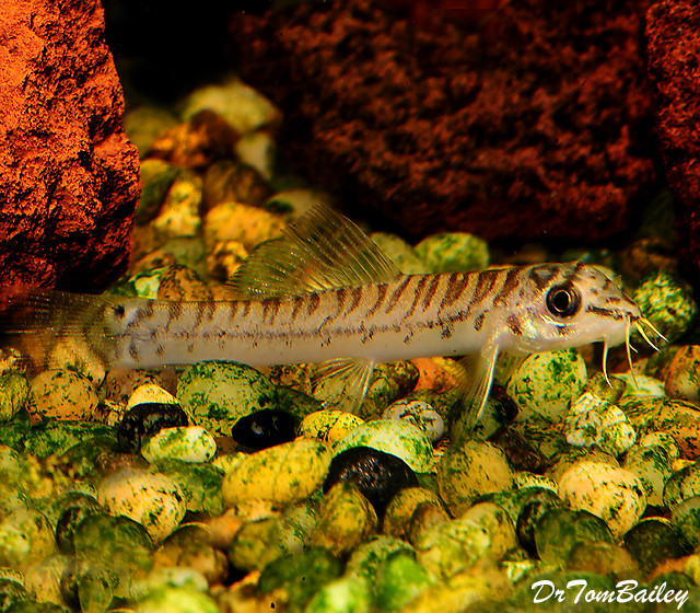 Premium New and Rare, Mountain Loach