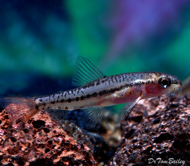 Premium Rare Red Rosy Loach