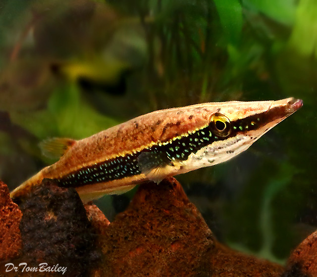 Premium New and Exciting, Gold Spot Pikehead