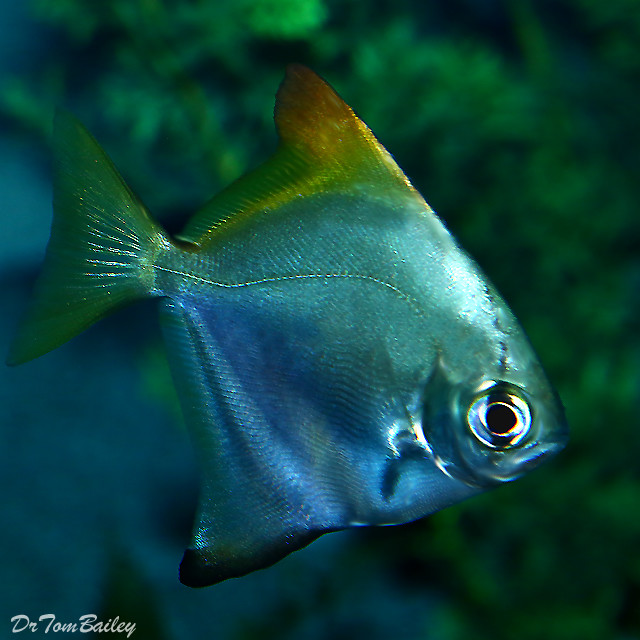 Premium Mono. Argenteus