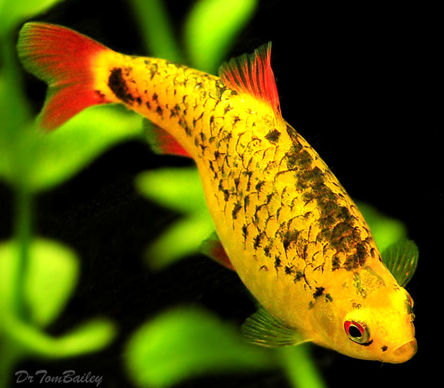Premium Neon Gold Barb