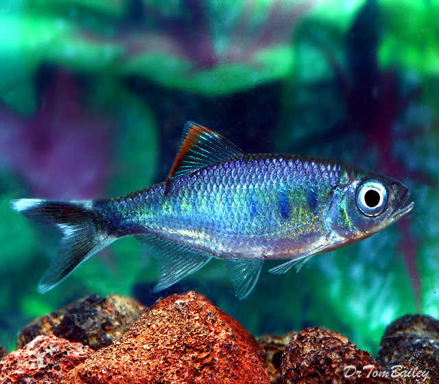Premium New and Rare, Royal Blue Danio