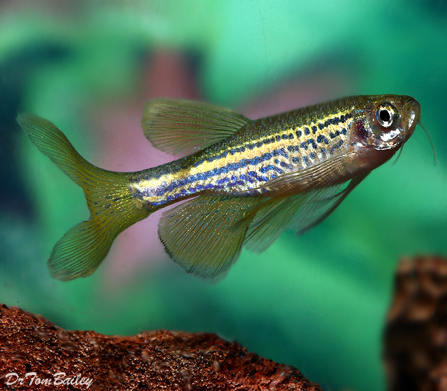 Premium Long Fin Leopard Danio, on SALE