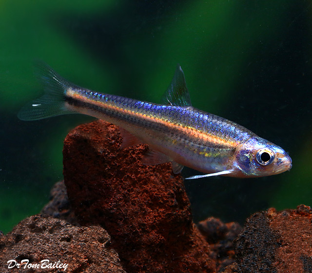 Premium Rainbow Shiner SALE