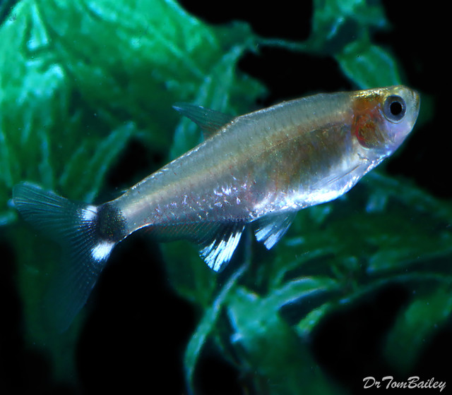 Premium Rare Panda Tetra, Nano Fish
