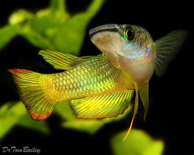 Premium Golden Wonder Killifish