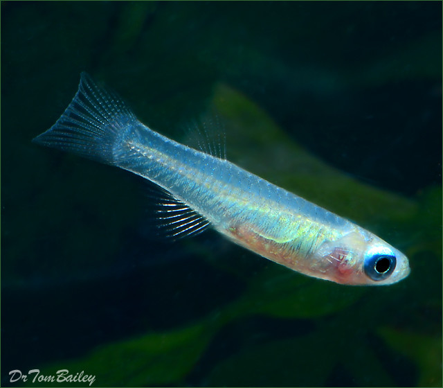 Premium Norman's Lampeye