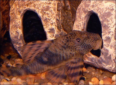 Premium WILD, Rare Peckoltia Plecostomus Catfish, L147