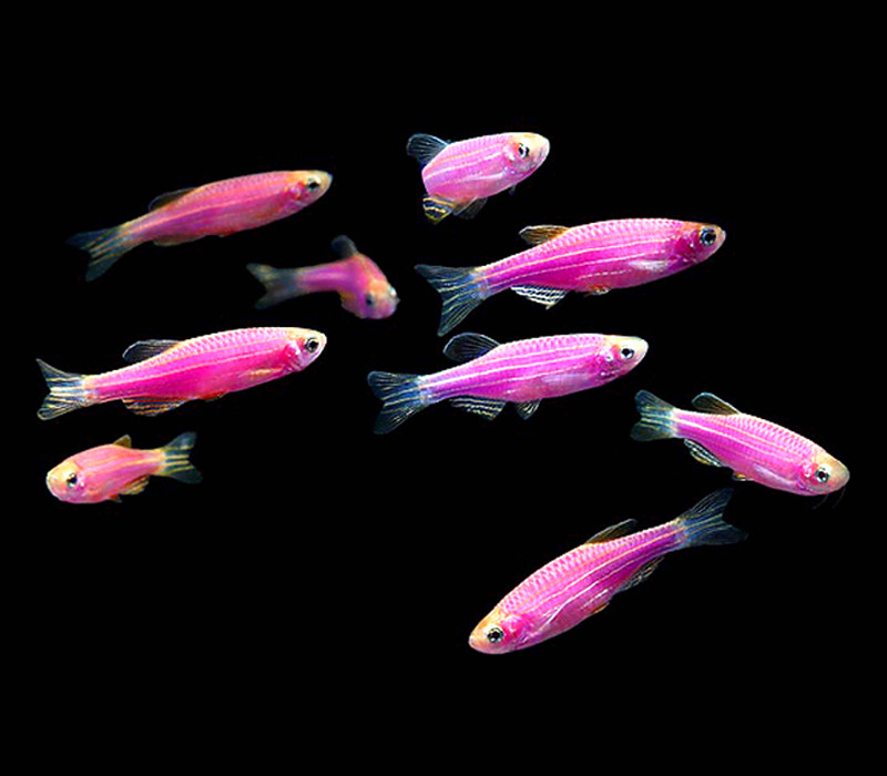 Premium Galactic Very-Purple GloFish Danio