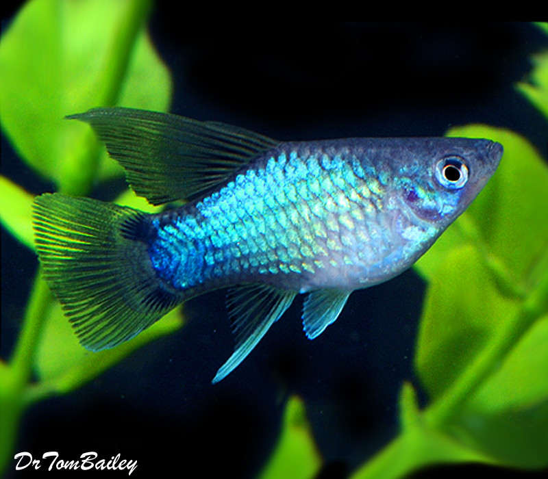 Premium Assorted Hifin Platys