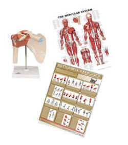 Anatomiska modeller & planscher - Produkter - Medical Fitness ...