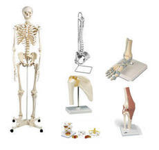 Anatomiska Modeller - Produkter - Medical Fitness träningsutrustning ...