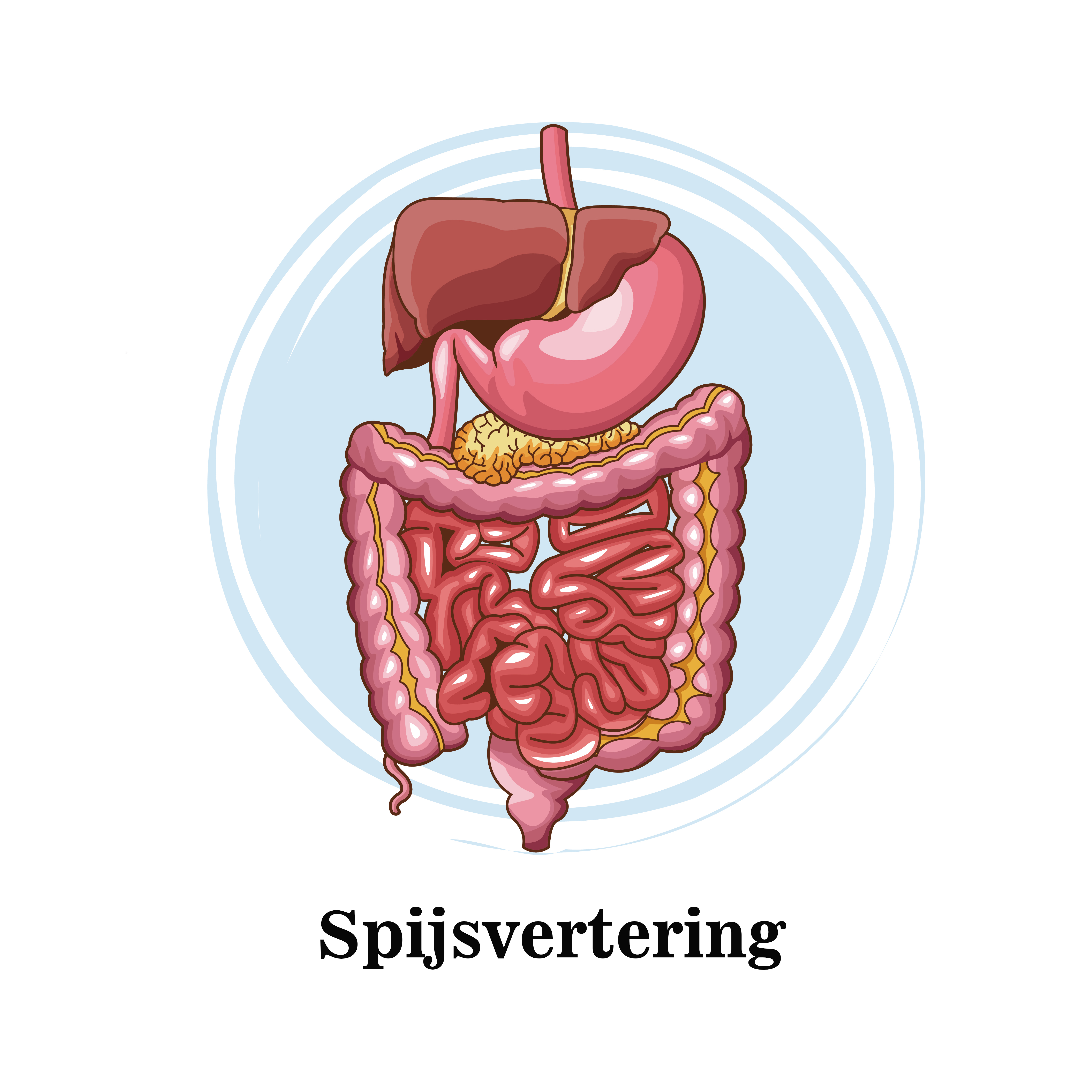 Gezonde Spijsvertering