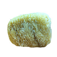 Facial Grass Sponge – Store – Lori’s Soap & Sponge
