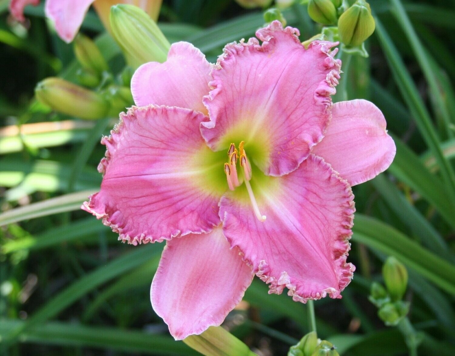 SWEET EVENING BREEZE