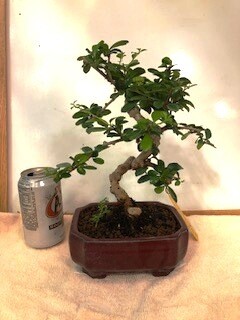 FUKIEN TEA BONSAI (Carmona microphylla)(SCB 23-10)