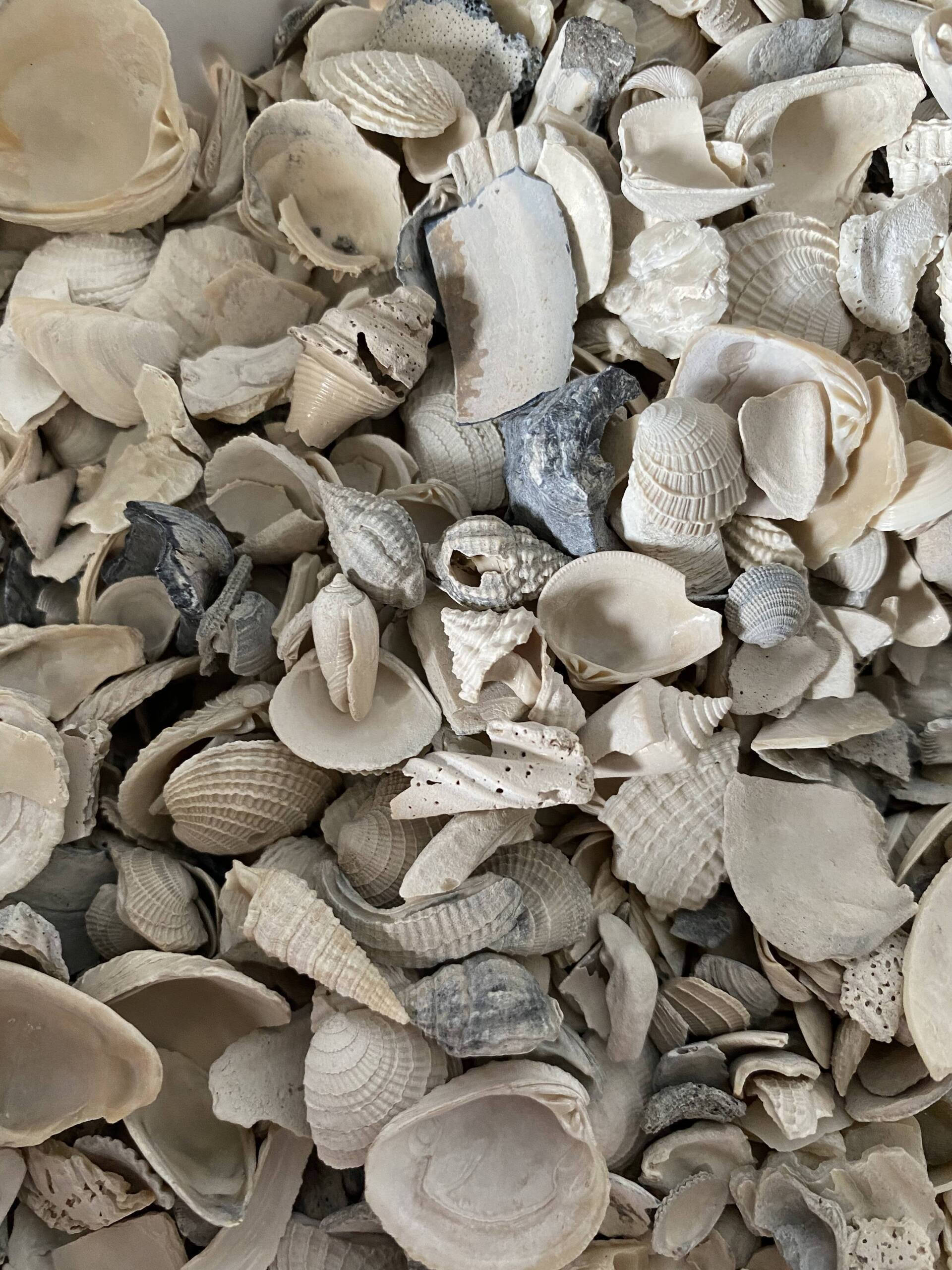 Coquina Shells