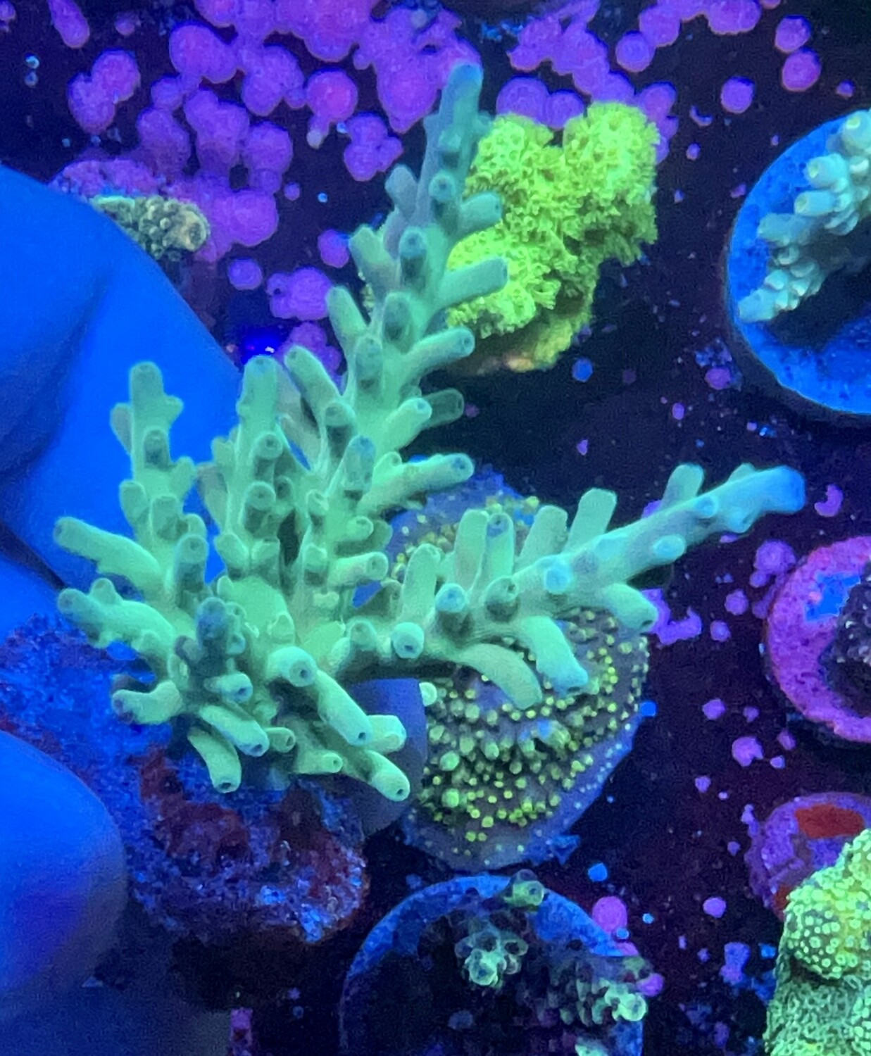 Acropora Echinata Blue Green