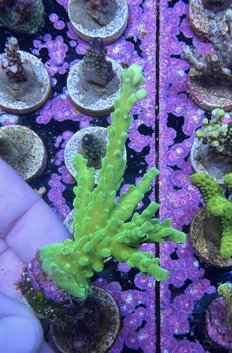 Acropora Neon Green