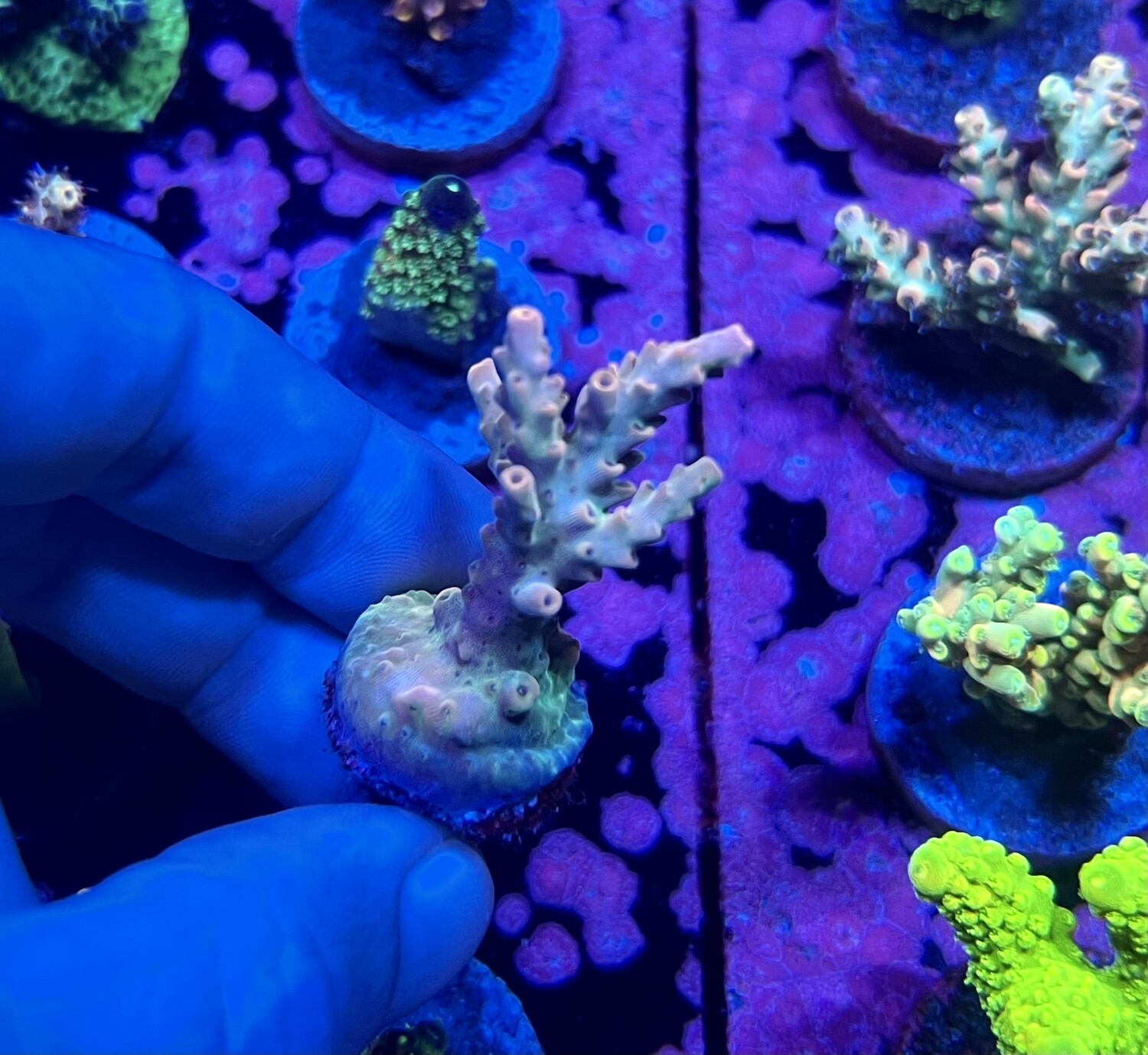 Acropora Yellow Tips