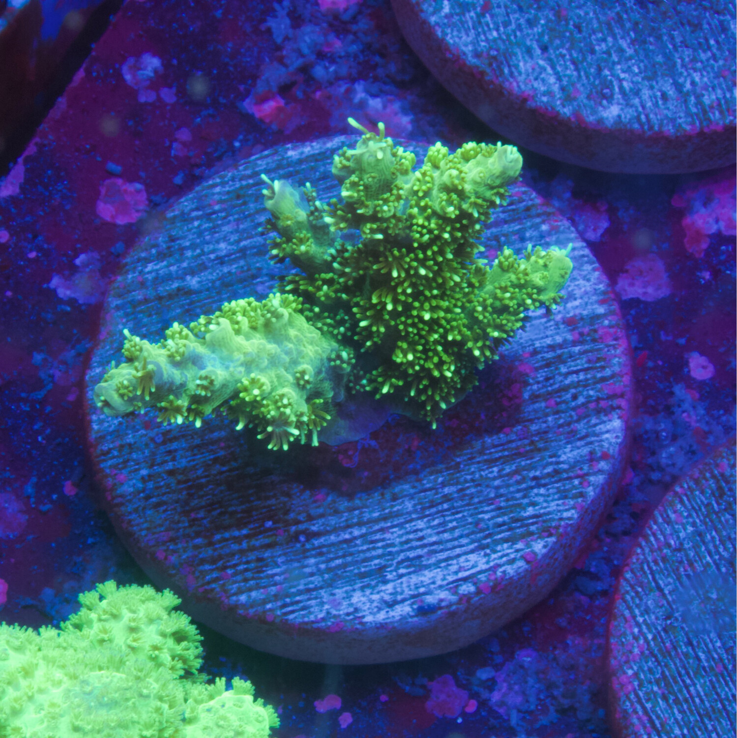 Acropora Green Table
