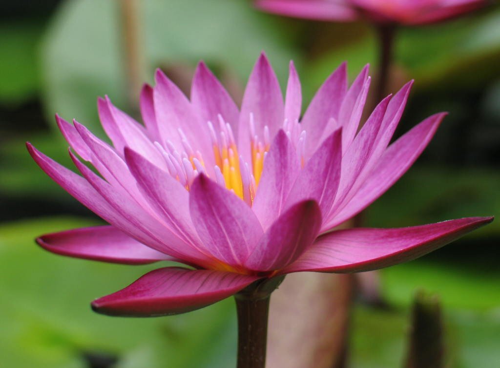 Rosa tropische Seerosen -seerosenwelt-shop.de-